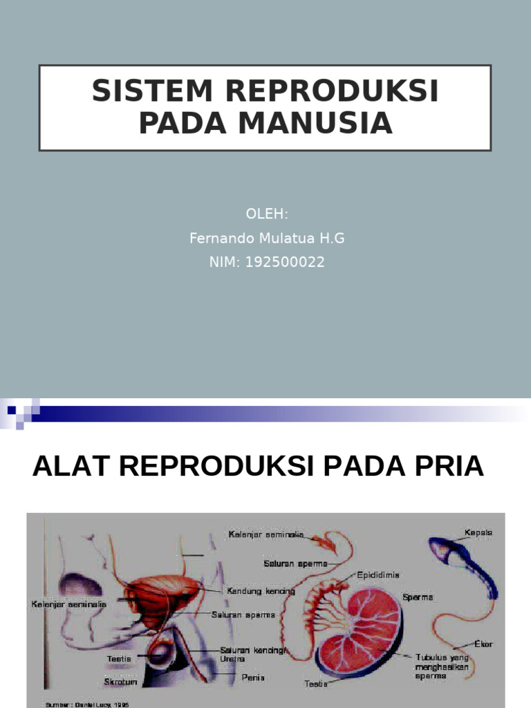 Alat Reproduksi Manusia dan Fungsinya | PDF