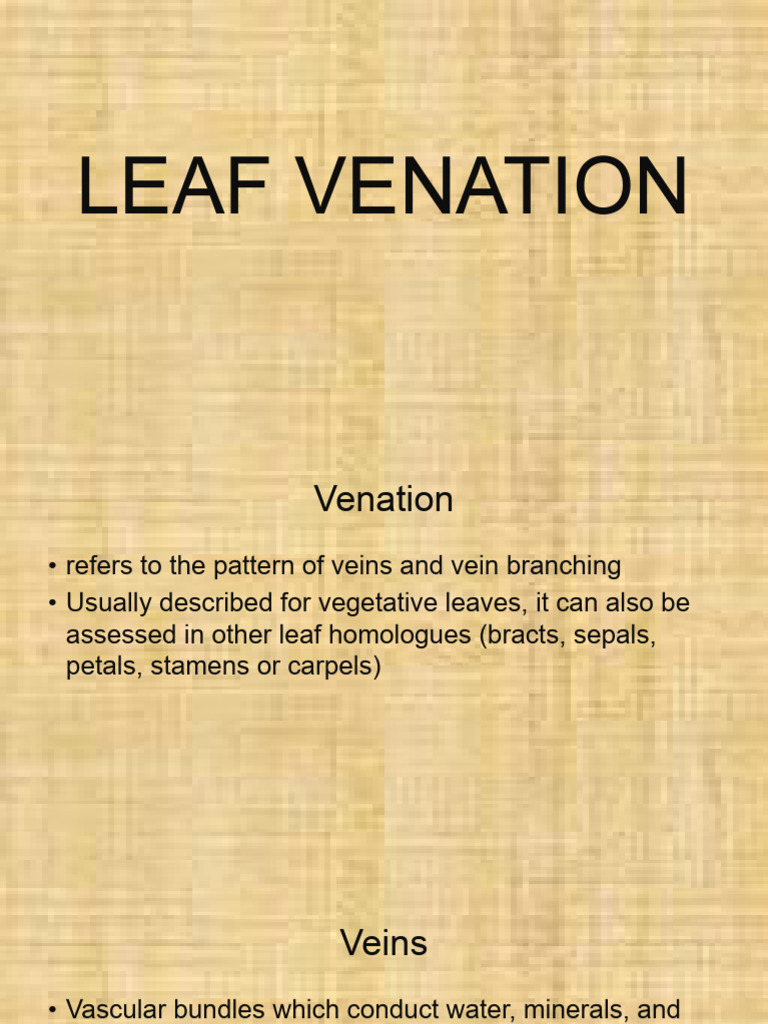 Leaf Venation 9 | PDF | Leaf | Organisms