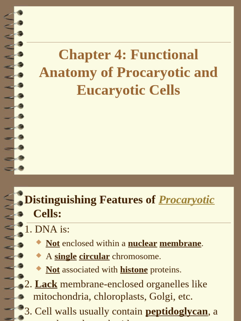 Chap 04 Micro | PDF | Endoplasmic Reticulum | Cell (Biology)