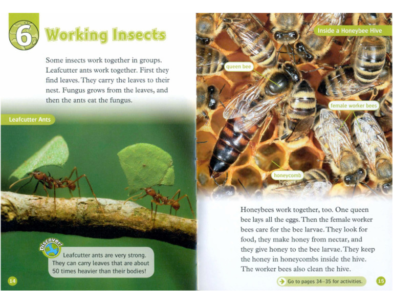 Minibeast - Chapter 6 | PDF