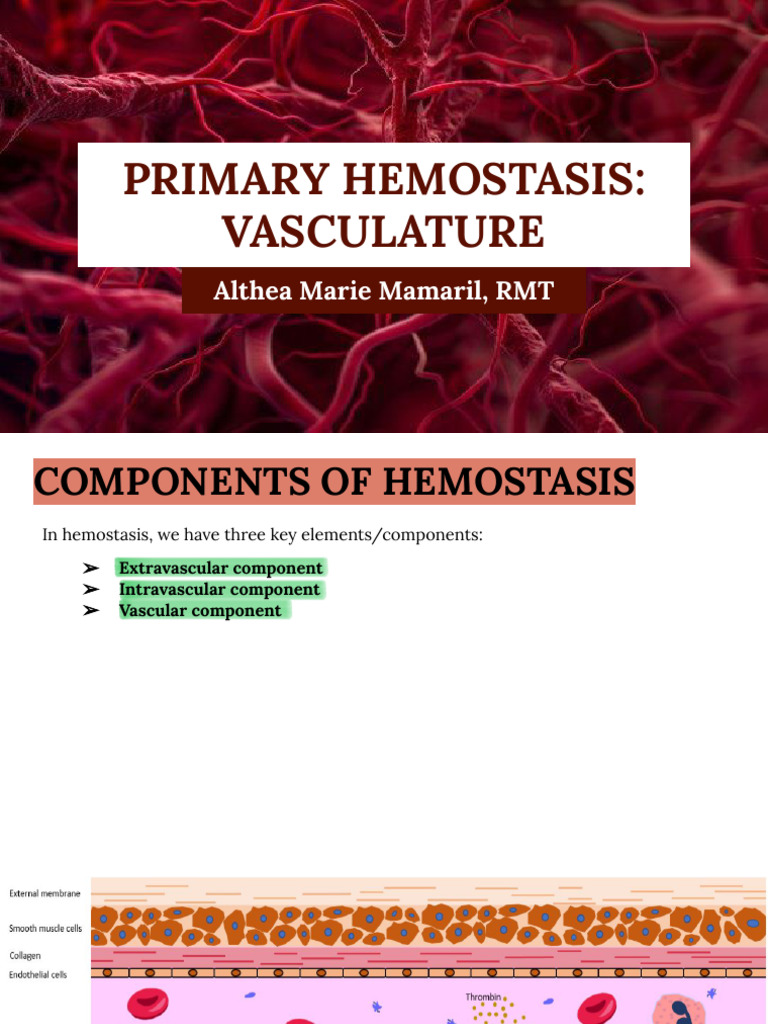 VASCULATURE | PDF | Blood Vessel | Artery