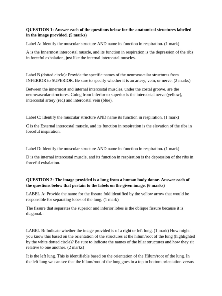 Learning Activity 2 Respiratory System | PDF | Respiratory Tract | Lung