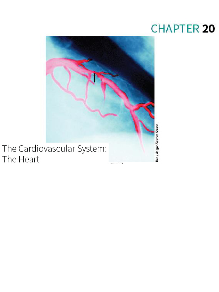 Chapter 20 - Cardiac System Modified | PDF | Heart Valve | Heart
