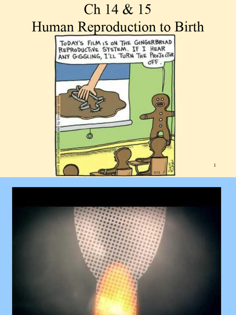 Reproduction Real Student f24 All in N&i | PDF | Testicle | Prostate