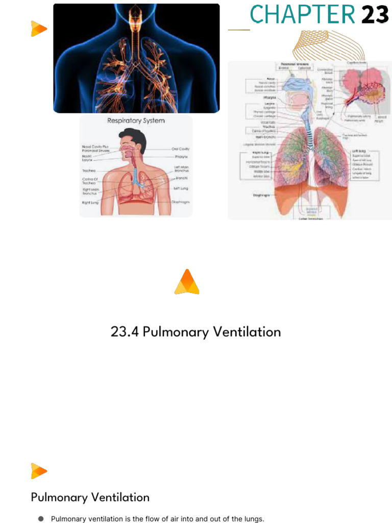 Chapter 23 - Respiratory System | PDF | Lung | Respiratory System