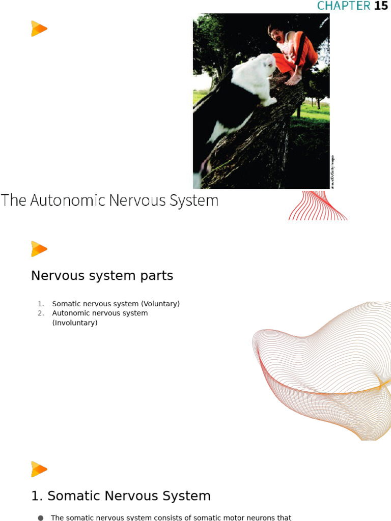 Chapter 15 - Autonmic Nervous System | PDF | Acetylcholine | Motor Neuron