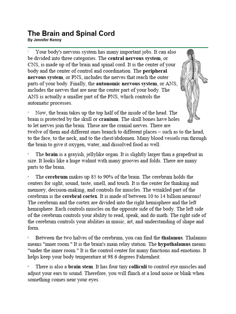 The Brain and Spinal Cord Code | PDF | Central Nervous System | Nervous ...