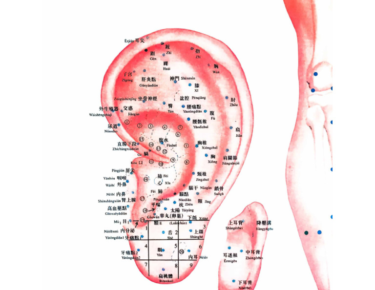 Akupunkturni Body Ucho | PDF