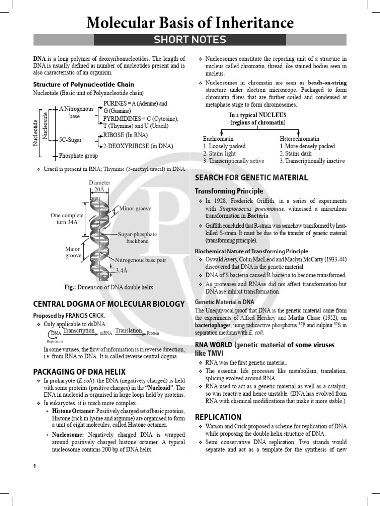 Molecular Basis of Inheritance: Short Notes Short Notes | PDF | Gene ...