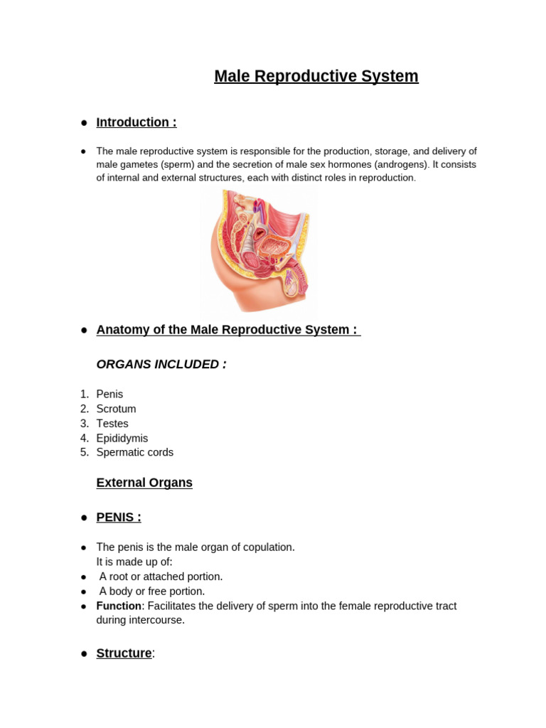 Male Reproductive System (1) | PDF | Genitourinary System | Urology