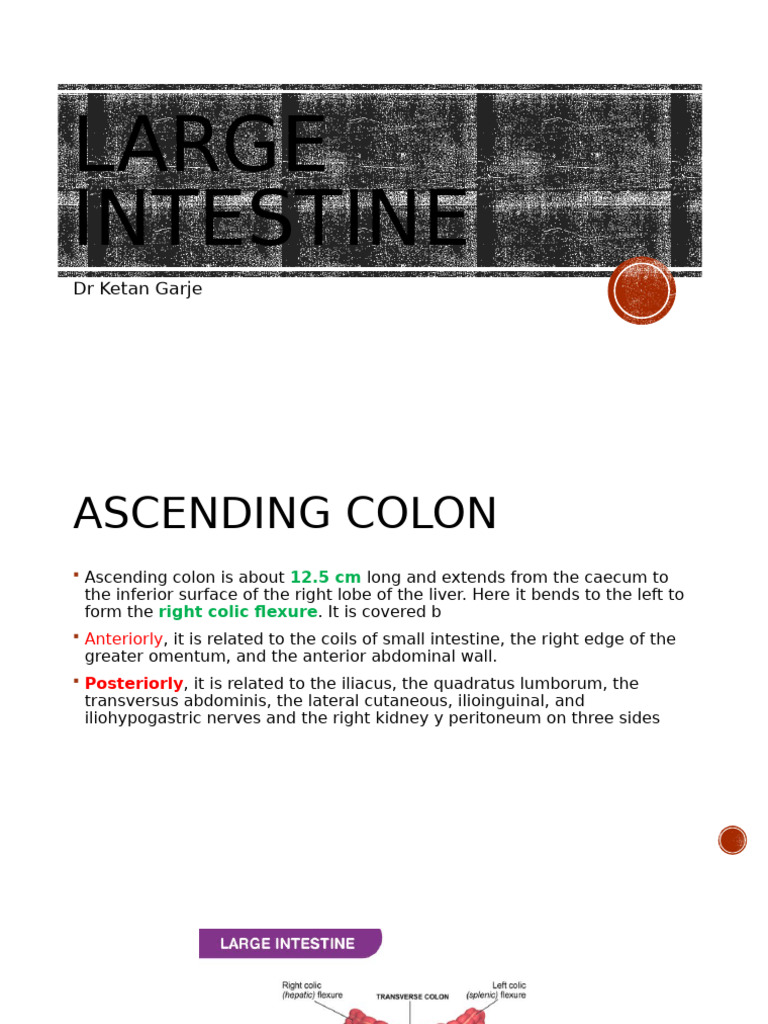 Large intestine | PDF | Large Intestine | Abdomen