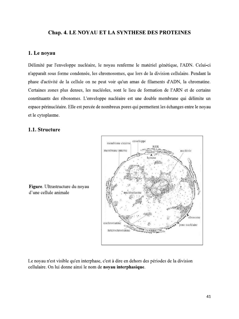 Chap. 4. LE NOYAU ET LA SYNTHESE DES PROTEINES | PDF