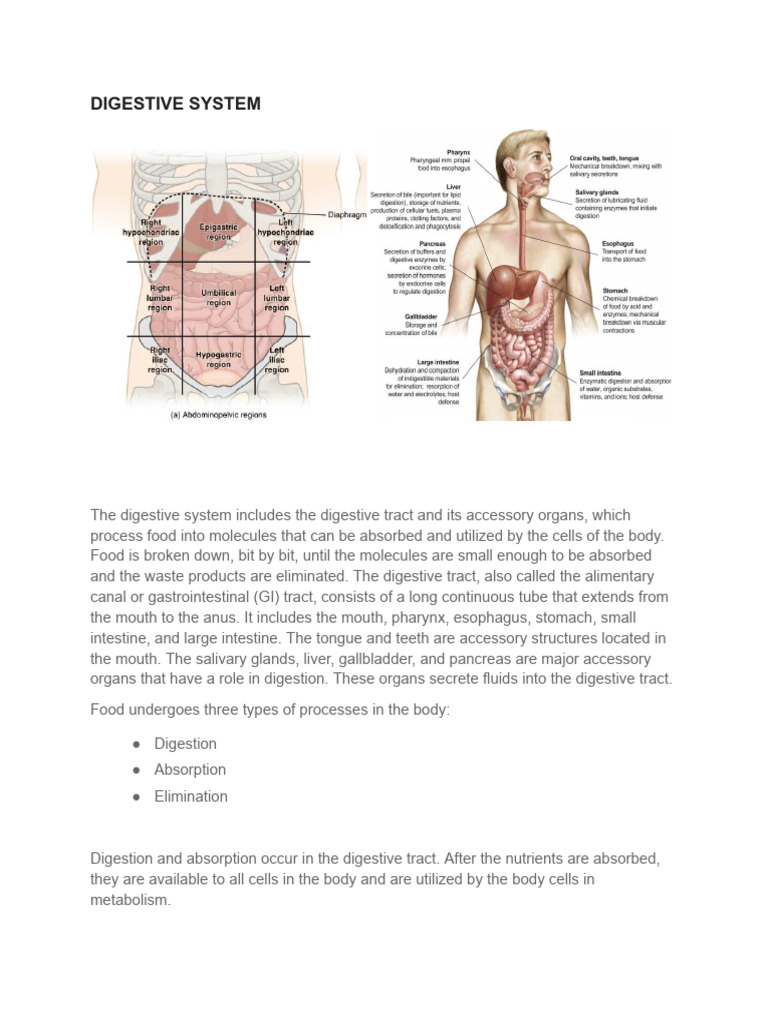 Anatomy - Digestive System | PDF | Human Digestive System | Digestion