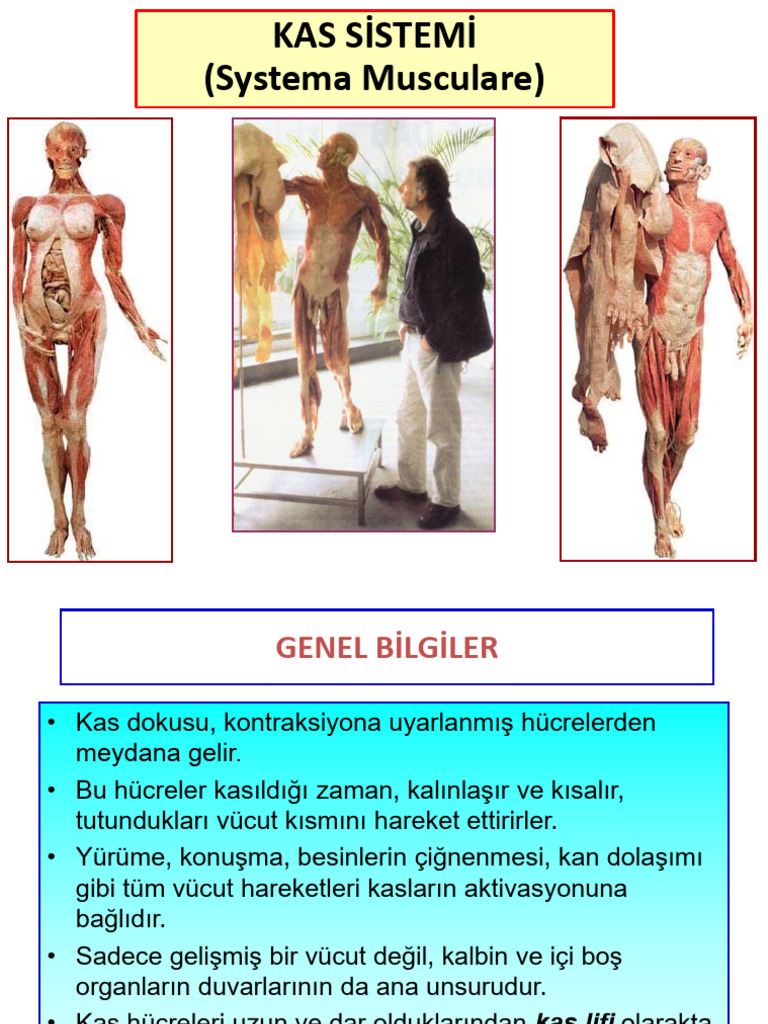 15-04-2024 Kaslar Hakkında Genel Bilgi | PDF