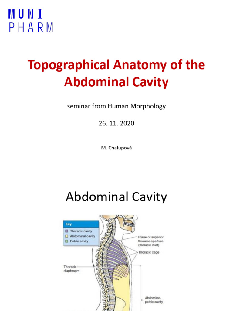 Topographical Anatomy of the Abdominal Cavity | PDF