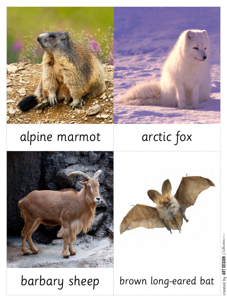ARTDesignCollection Montessori EUROPE ANIMALS | PDF