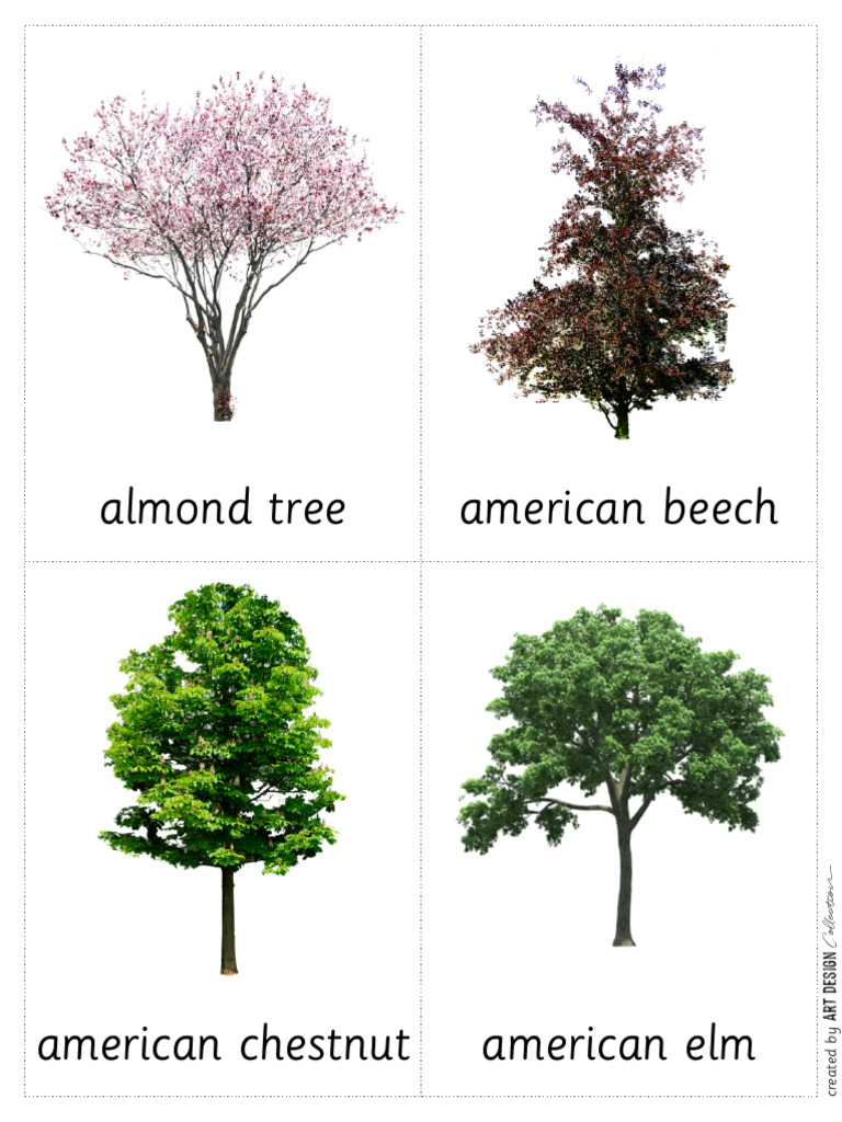 ARTDesignCollection Montessori TREES | PDF | Trees | Plants