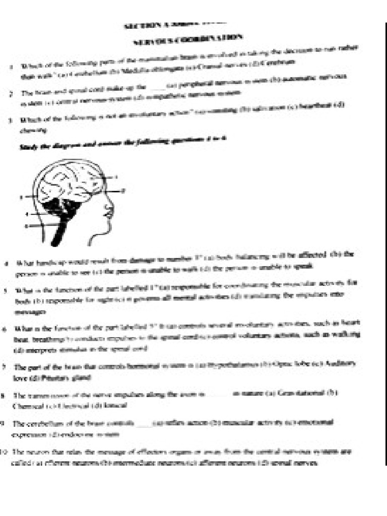ACE Scanner_2025_01_02 (1) | PDF