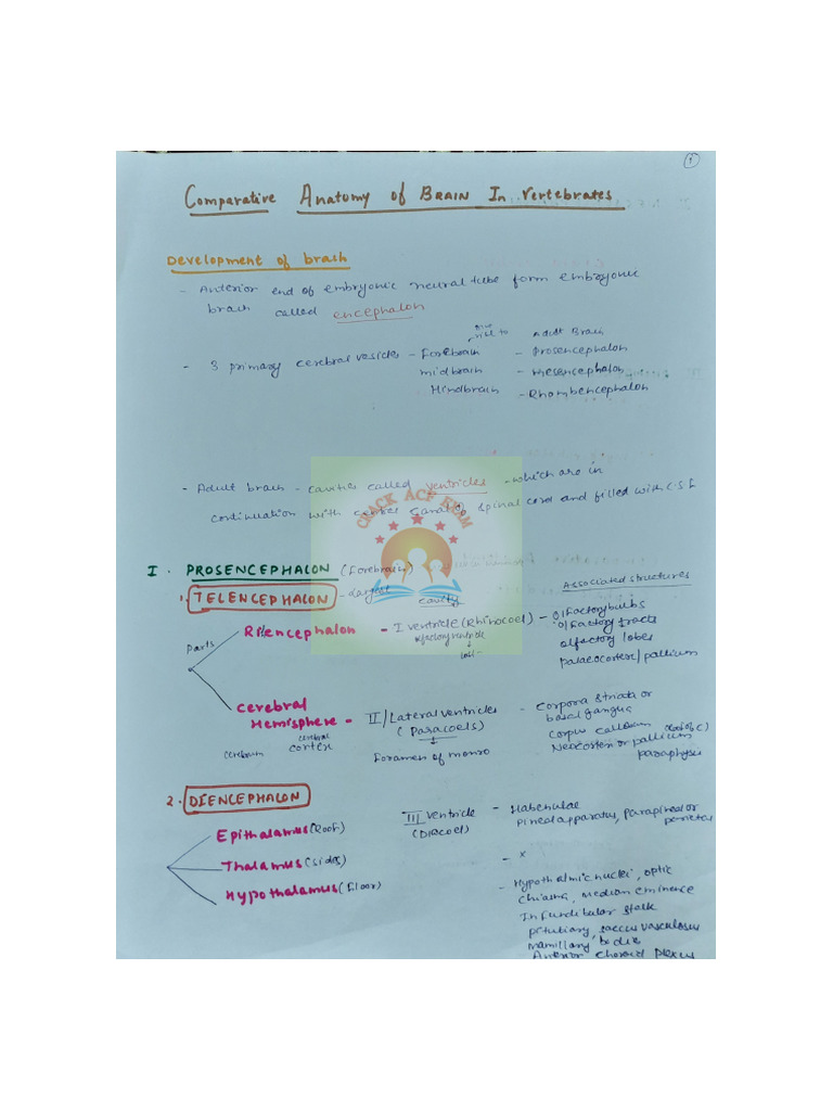 Comparative Anatomy of Brain in Vertebrates | PDF