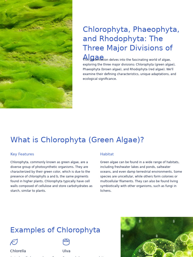 Chlorophyta Phaeophyta and Rhodophyta The Three Major Divisions of Algae | PDF | Algae | Systems ...