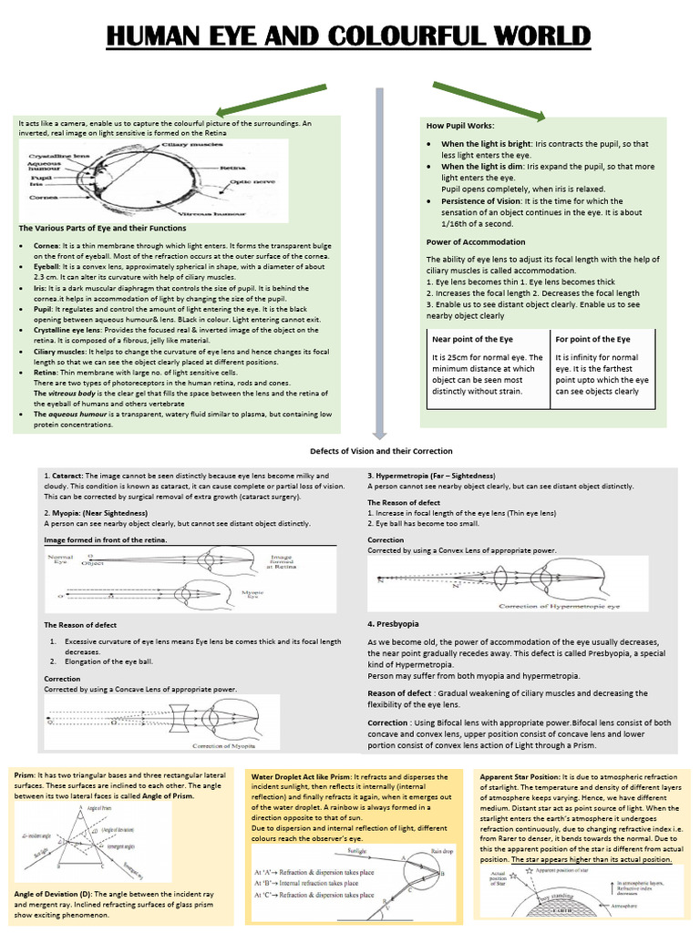 Human Eye Anatomy and Functions | PDF | Eye | Human Eye