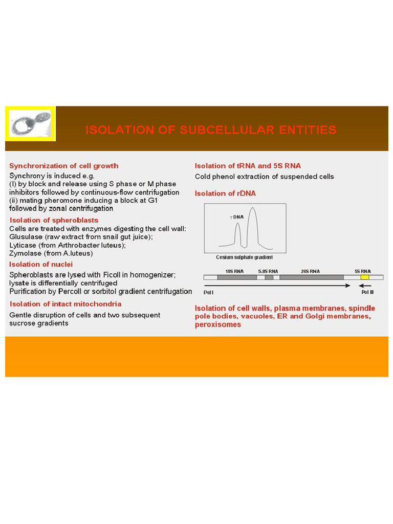 4 Yeast Molecular Techniques (Biochemie - Web.med - Uni@2fmuenchen - de ...