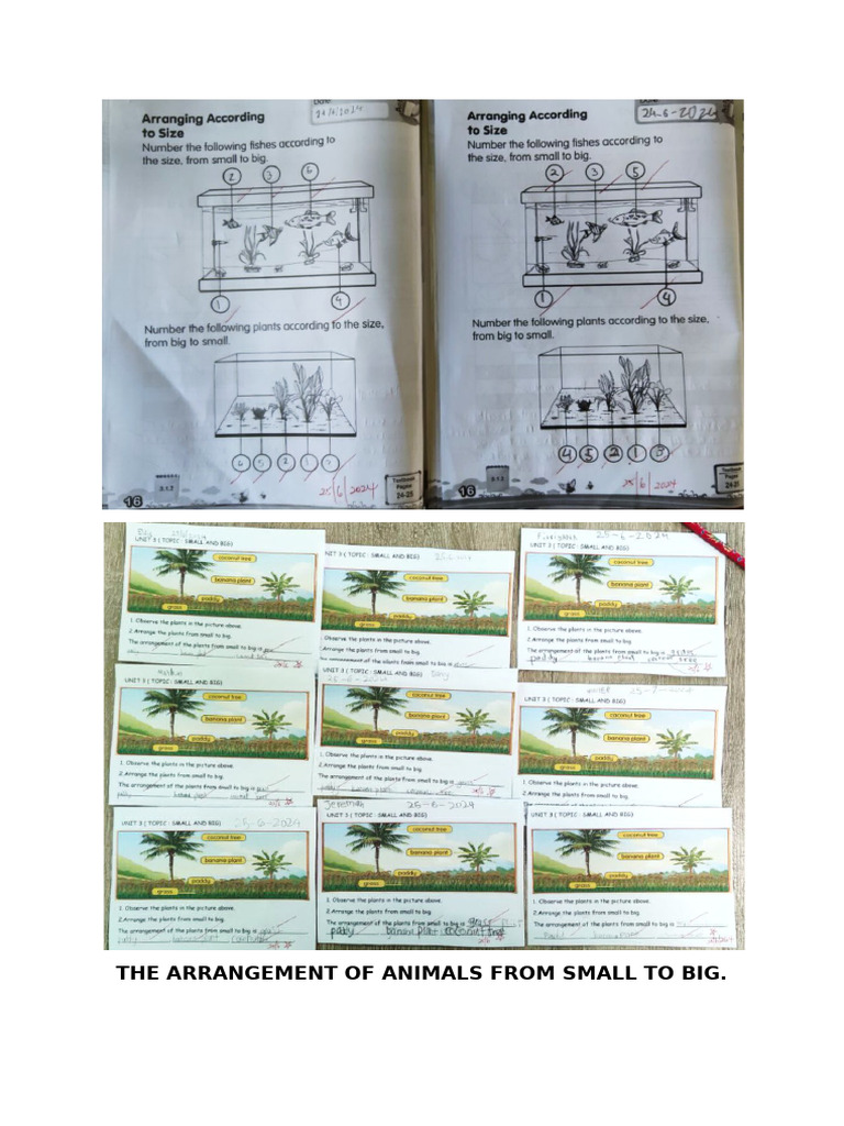The Arrangement of Animals From Small To Big | PDF