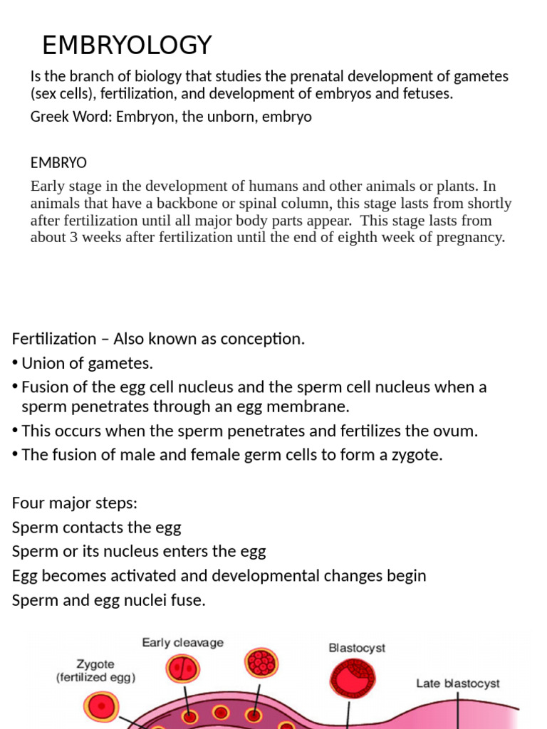 Embryology | PDF | Embryo | Fertilisation