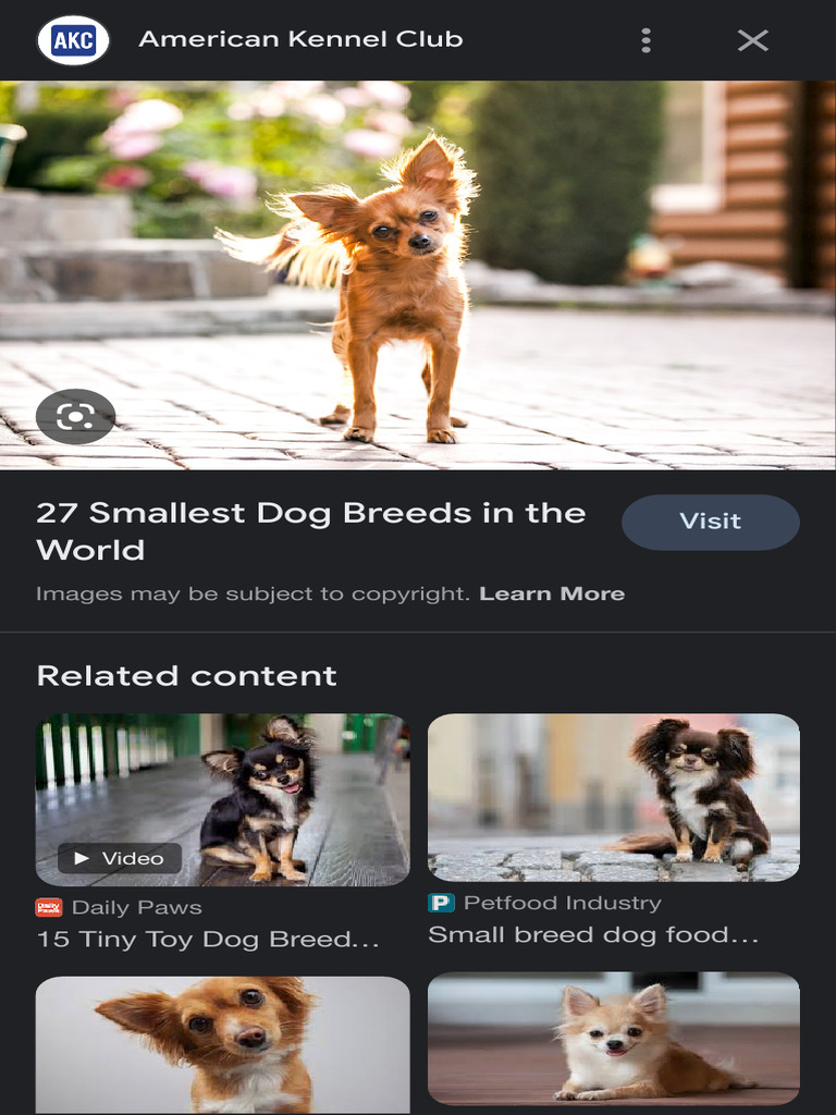 Tiny Dogs - Google Search | PDF