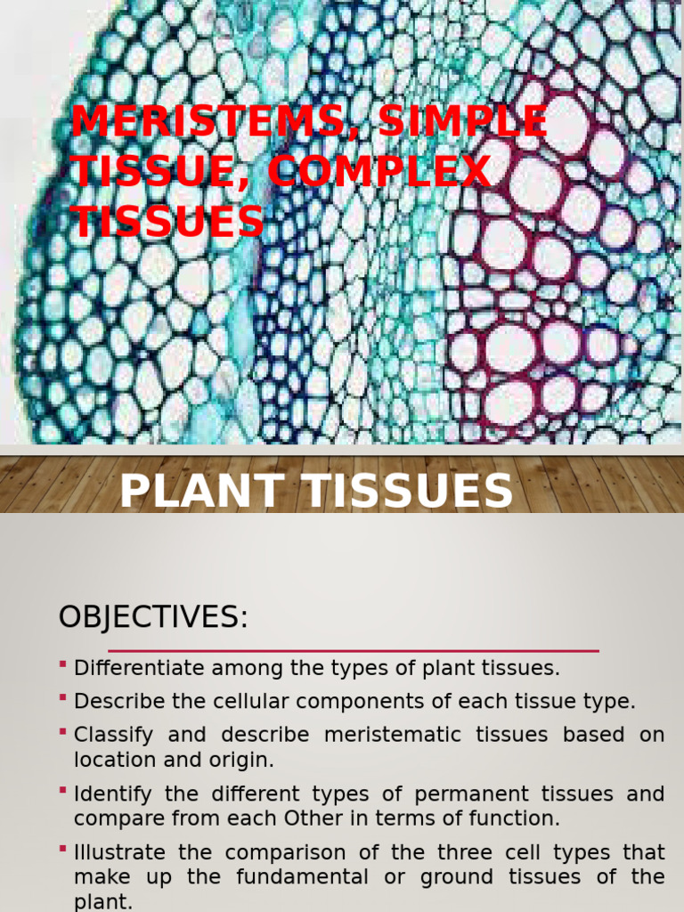 Class 9 Plant Tissue Worksheet | PDF | Tissue (Biology) | Plant Stem