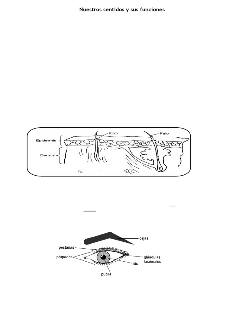 Los Sentidos para Tercero de Primaria | PDF | Ojo | Sentidos