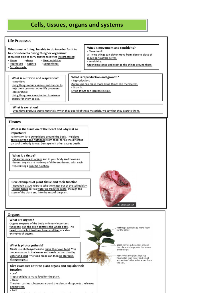 Y7 Cells KO | PDF | Tissue (Biology) | Plants