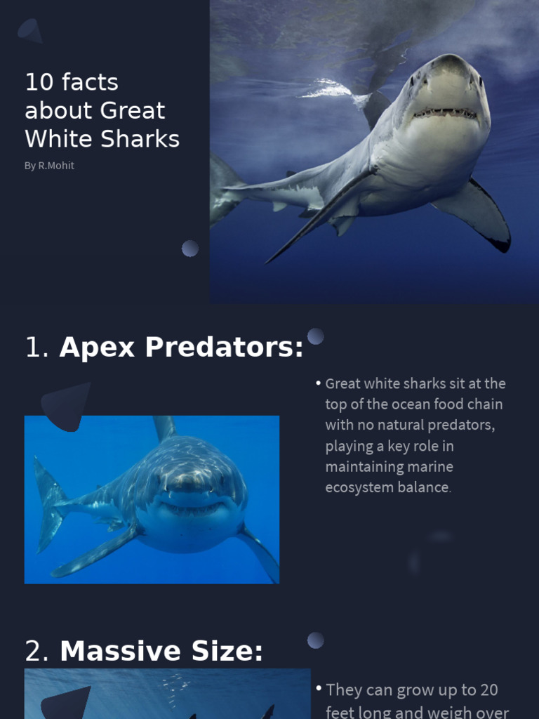 10 Facts About Great White Sharks | PDF | Great White Shark | Sharks