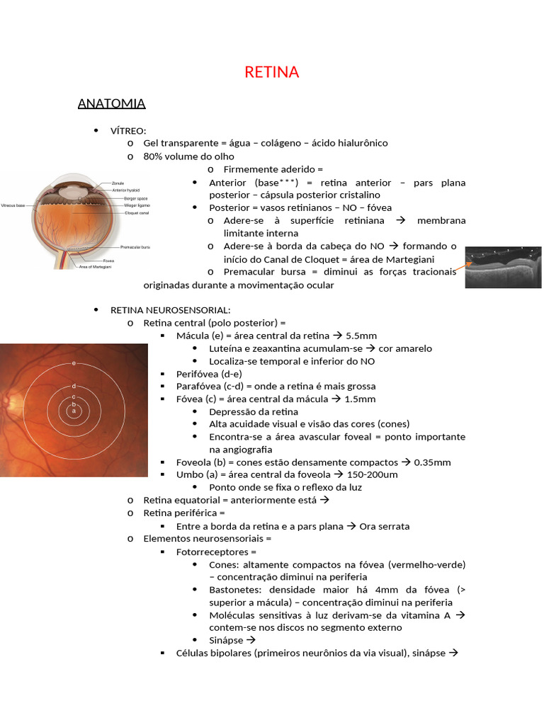 RETINA | PDF | Sistema visual | Retina