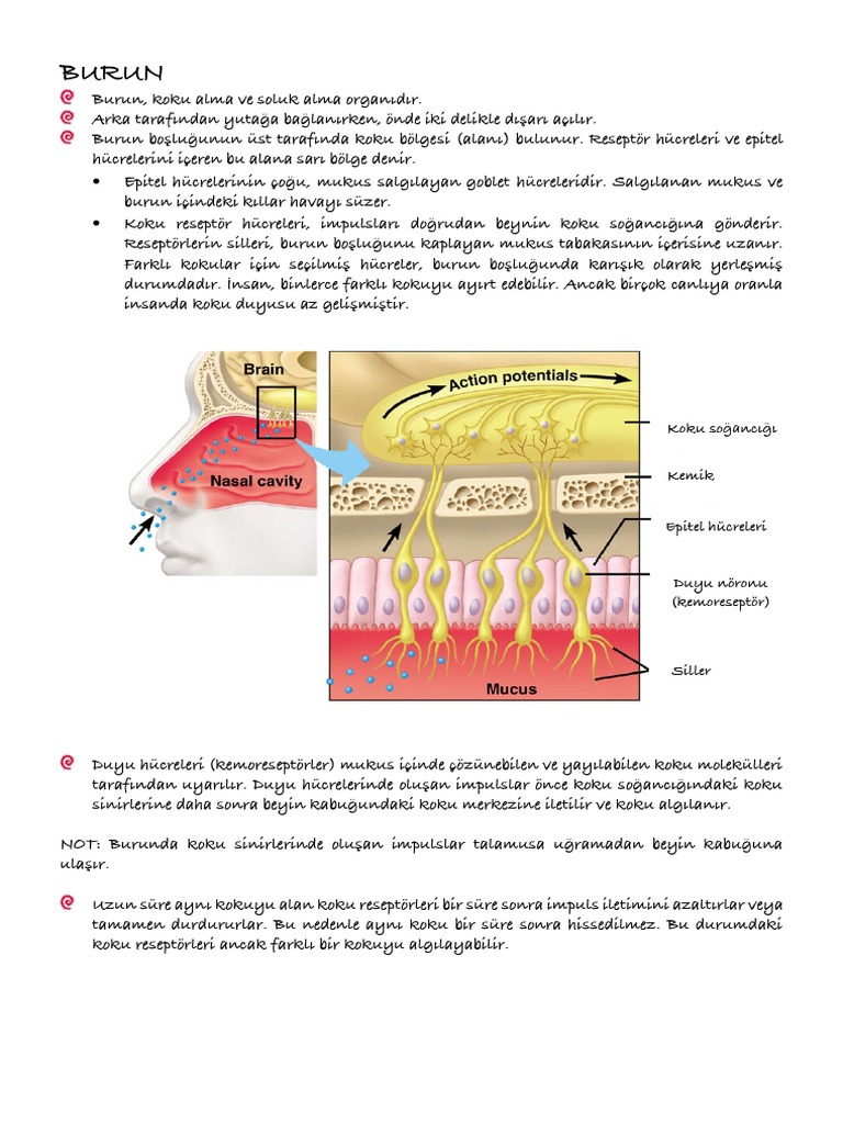 Burun Dil Deri | PDF