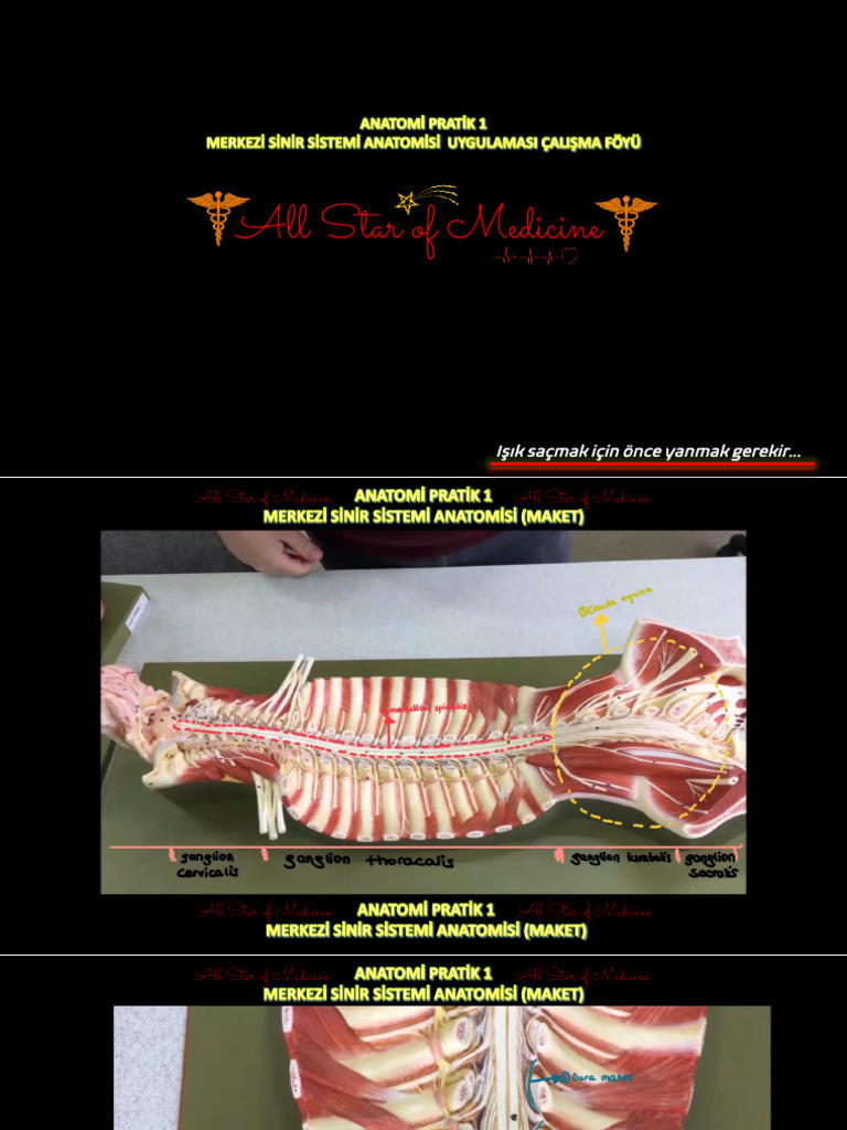 Anatomi Pratik 1 - Merkezi Sinir Sistemi Anatomisi Çalışma Dökümanı | PDF