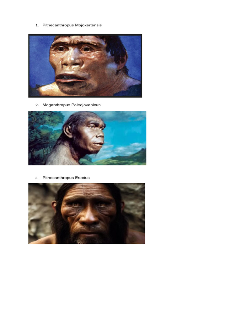 Pithecanthropus Mojokertensis | PDF