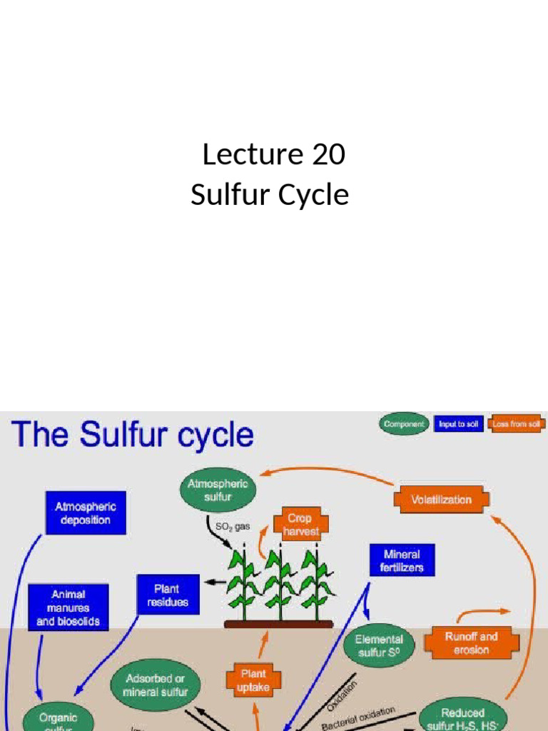 Lecture 20-Sulfur Cycle | PDF | Sulfur | Redox