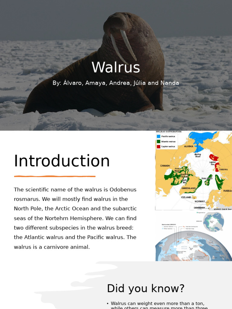 Biology Presentation Walrus | PDF | Respiratory System | Respiration