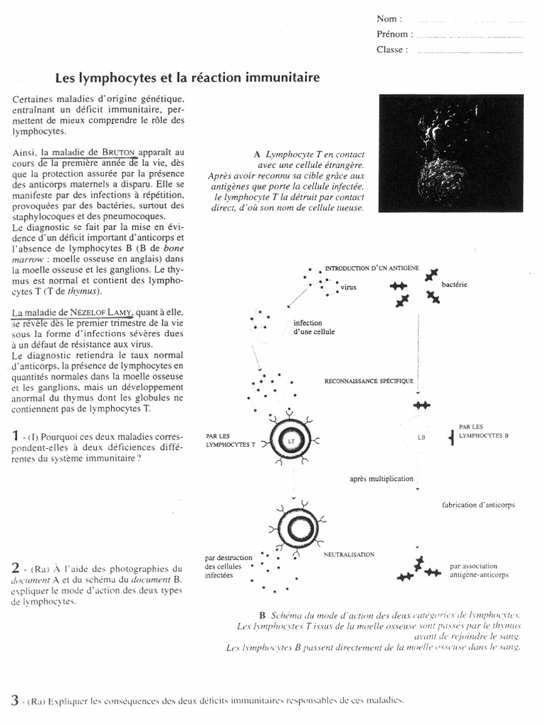 Evaluation Sommative 1 | PDF