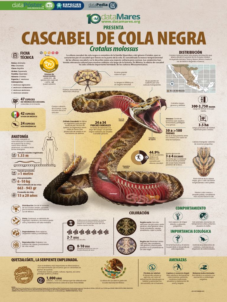 Cascabel de Cola Negra | PDF | Serpiente