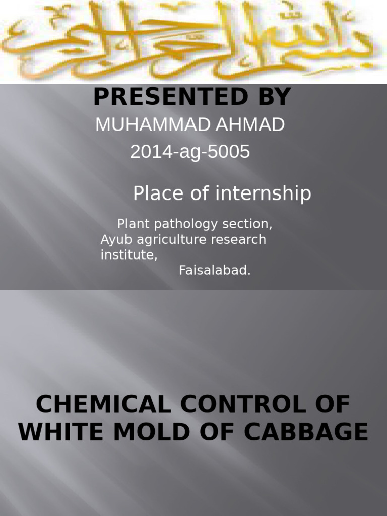 Muhammad Ahmad 2014 Ag 5005 | PDF | Cabbage | Agar