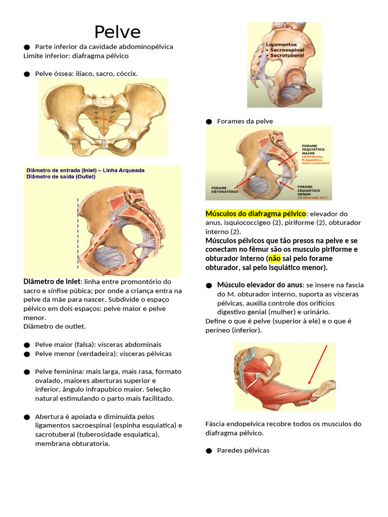 Pelve e Sistema Urinario | PDF | Pélvis | Rim