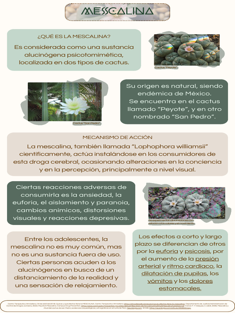 Efectos y usos de la mescalina | PDF | Alucinógeno | Drogas Psicoactivas