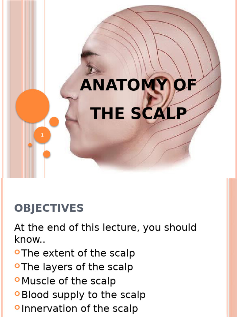 Scalp Anatomy: Layers, Muscles, and Blood Supply | PDF | Forehead ...