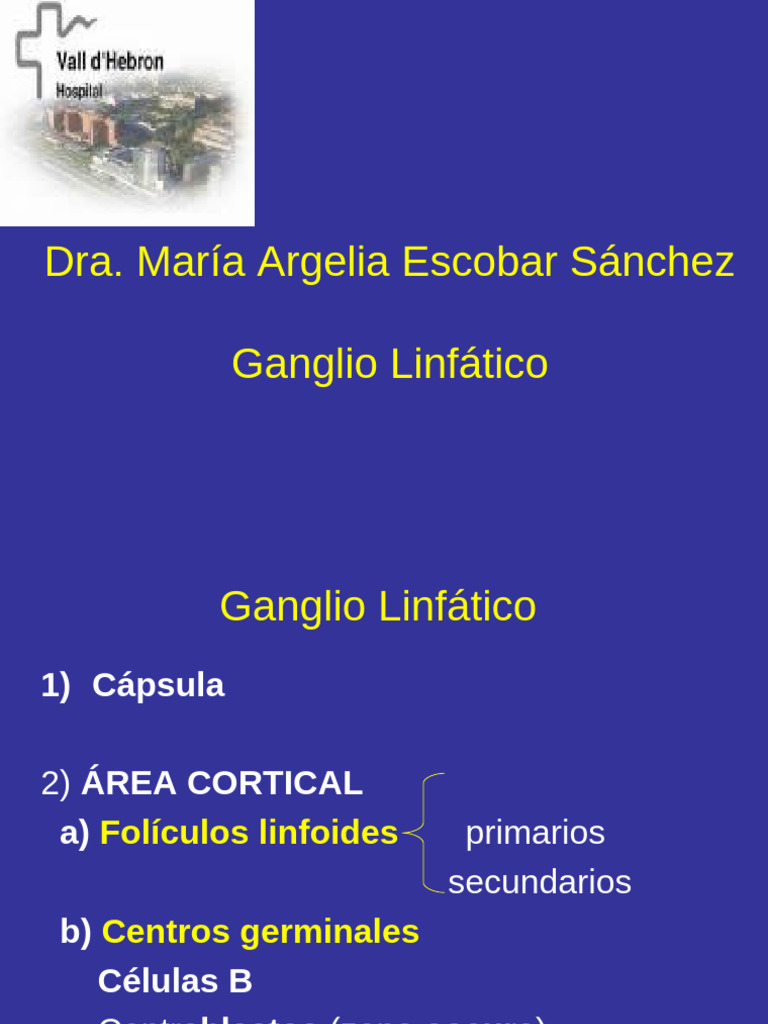 ganglio linfático | PDF | Ganglio linfático | Linfocitos