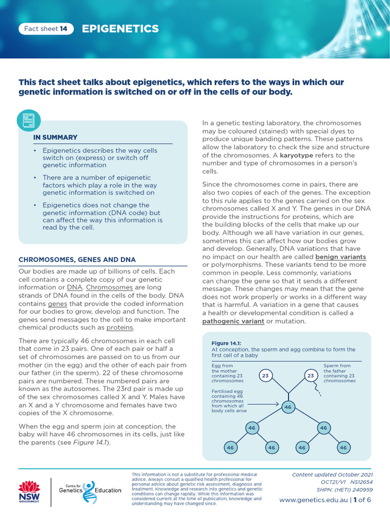 Epigenetics Fact Sheet-CGE | PDF | Genetics | Gene