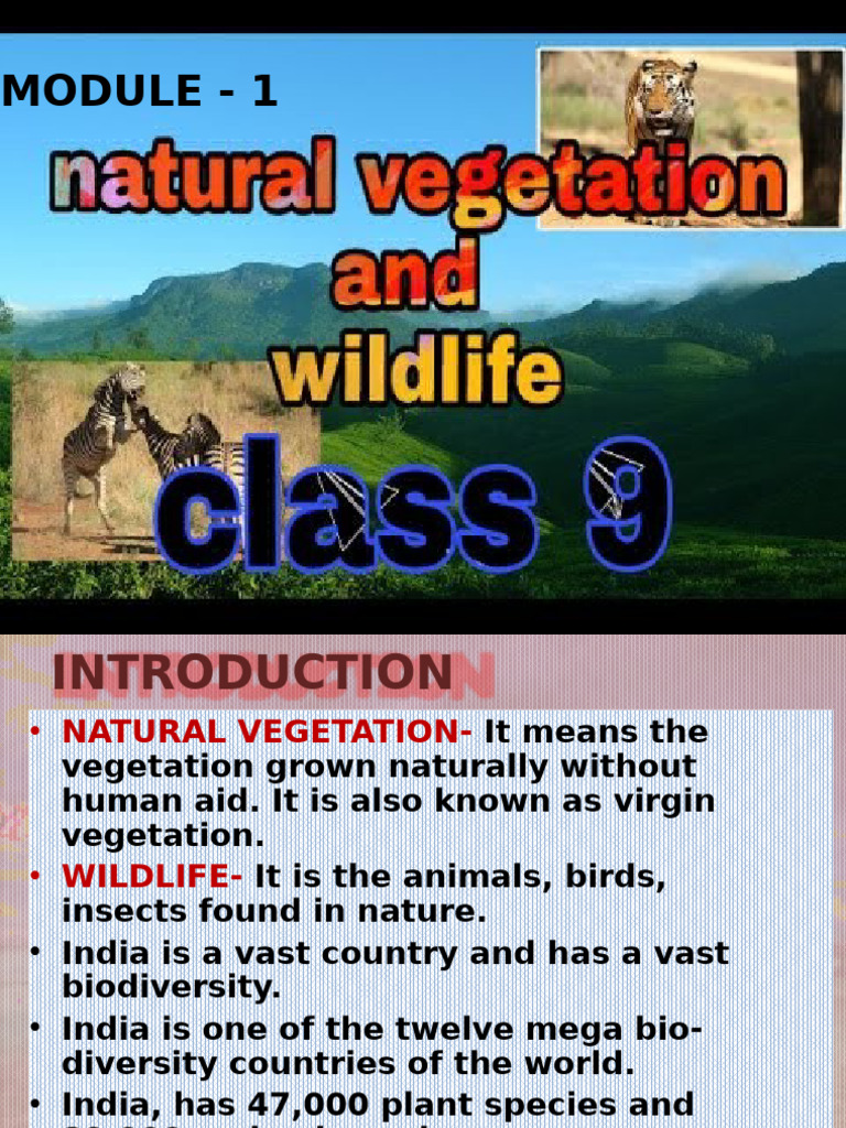 Natural Vegetation and Wildlife Overview | PDF | Forests | Plants