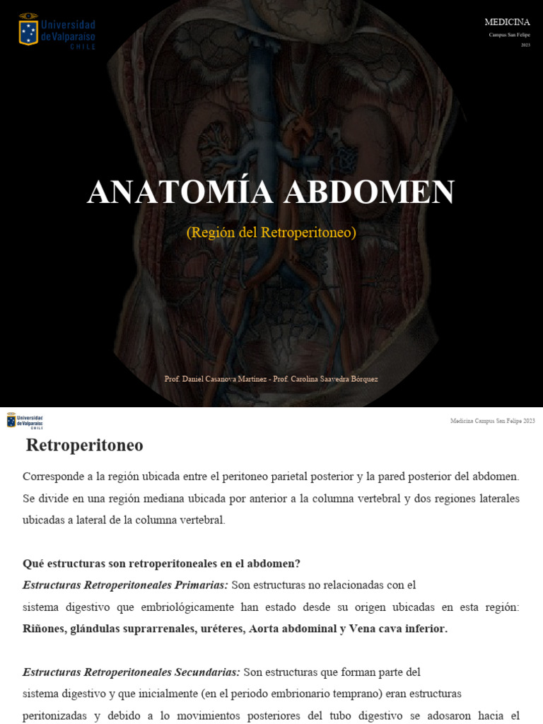 Anatomía del Retroperitoneo | PDF | Riñón | Abdomen