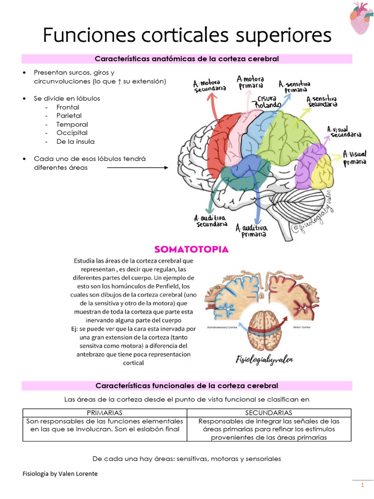 Funciones Corticales Superiores - Completo | PDF | Hemisferio cerebral | Cerebro